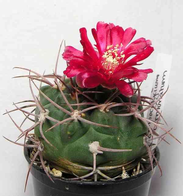 semena kaktusu Gymnocalycium oenanthemum - bazar - Hyperinzerce.cz