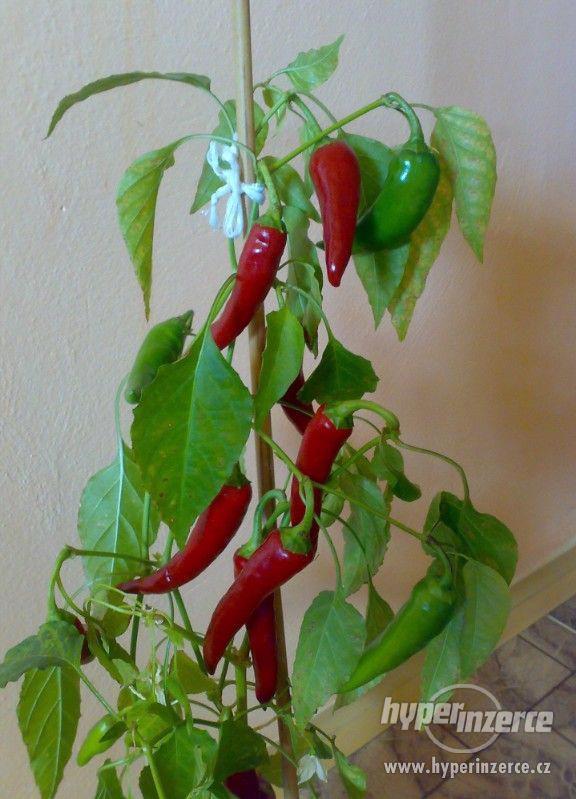 Chilli paprika Cayenne Long Slim - 15 semen - bazar - Hyperinzerce.cz