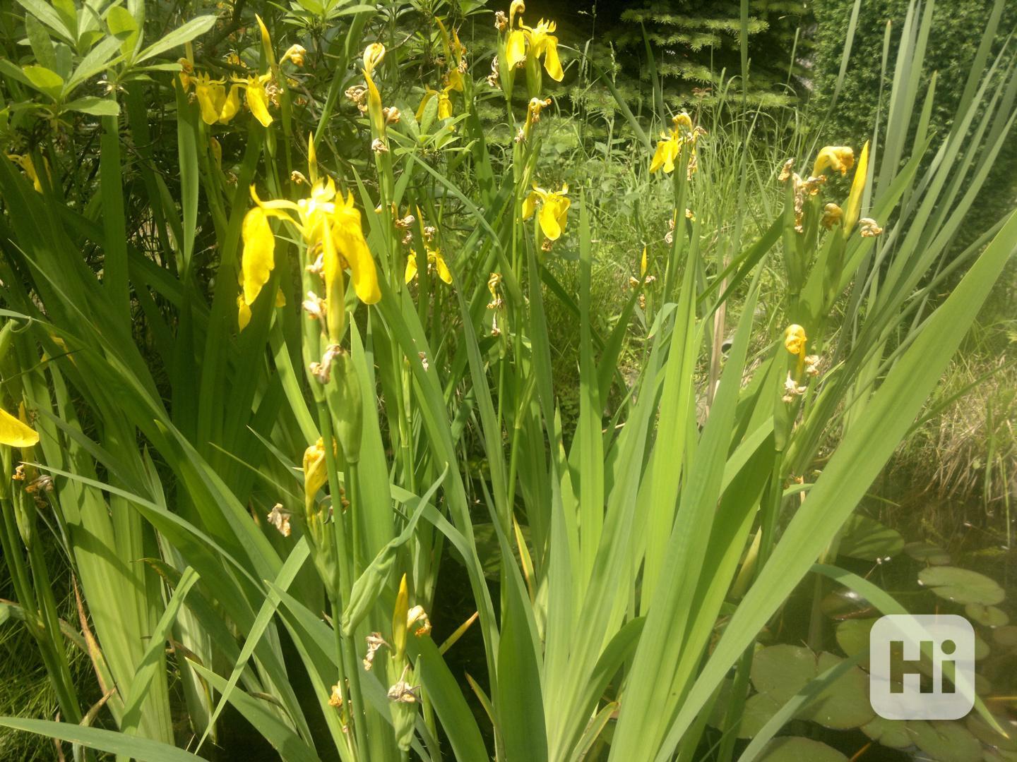 Kosatec žlutý (Iris) - vodní bahenní rostlina / ORLOVÁ - bazar ...