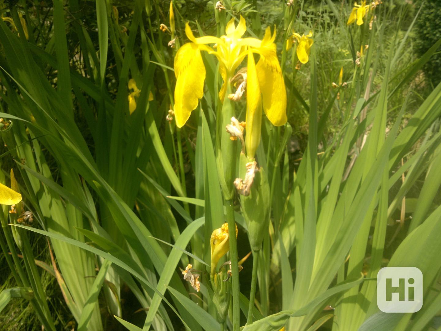 Kosatec žlutý (Iris) - vodní bahenní rostlina / ORLOVÁ - bazar ...
