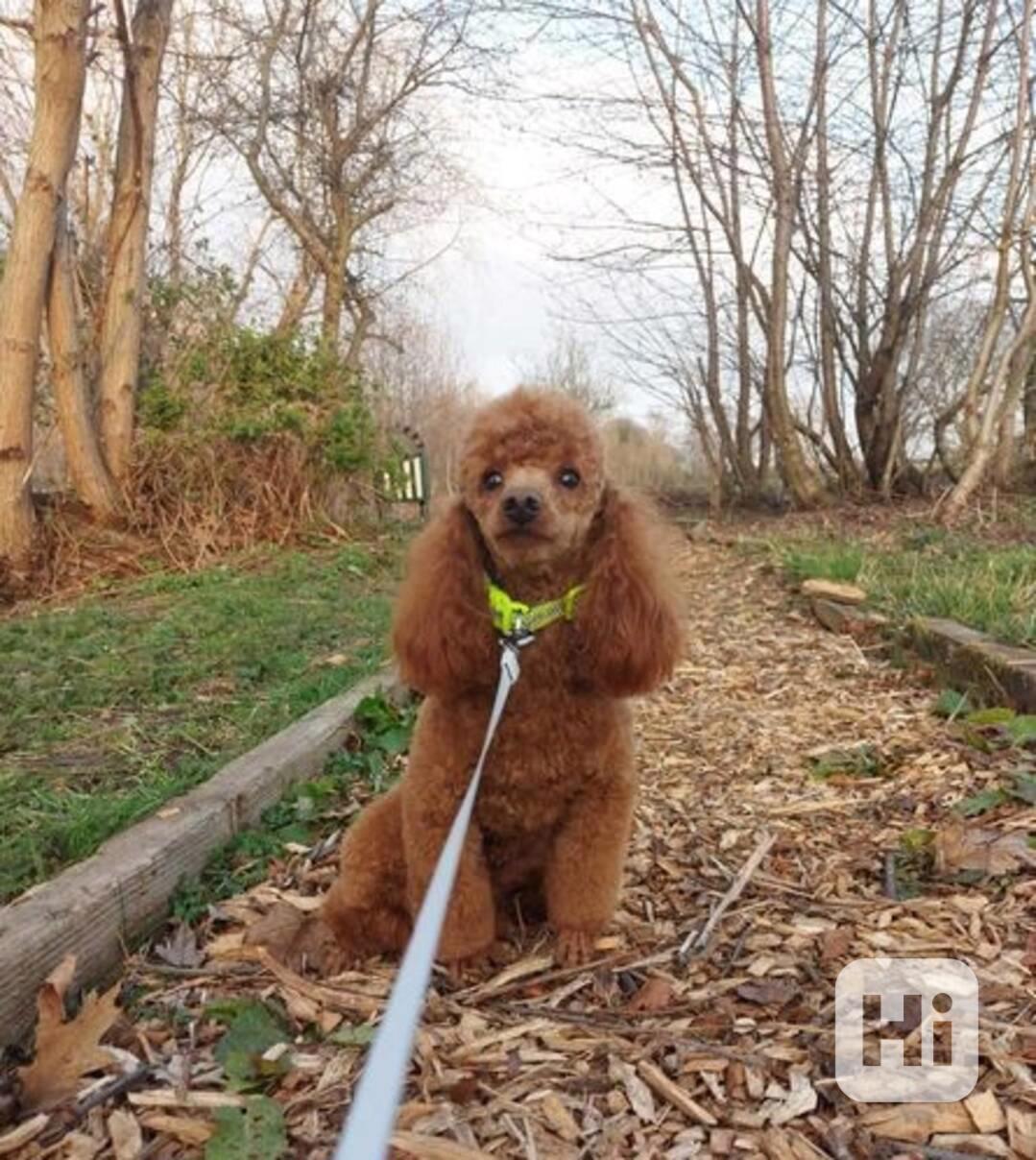 Zdravotně testovaný toy pudlík liška červený - bazar - Hyperinzerce.cz