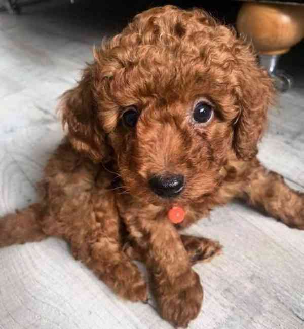 Zdravotně testovaný toy pudlík liška červený - bazar - Hyperinzerce.cz