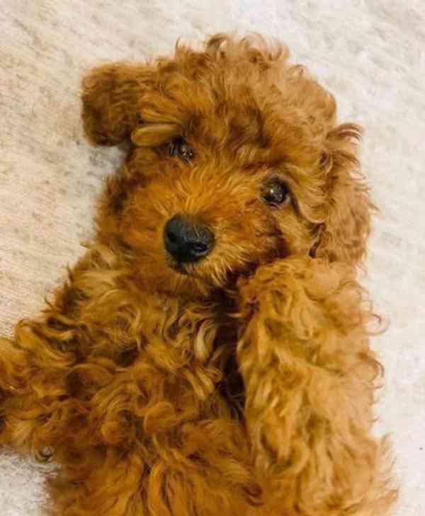 Zdravotně testovaný toy pudlík liška červený - bazar - Hyperinzerce.cz