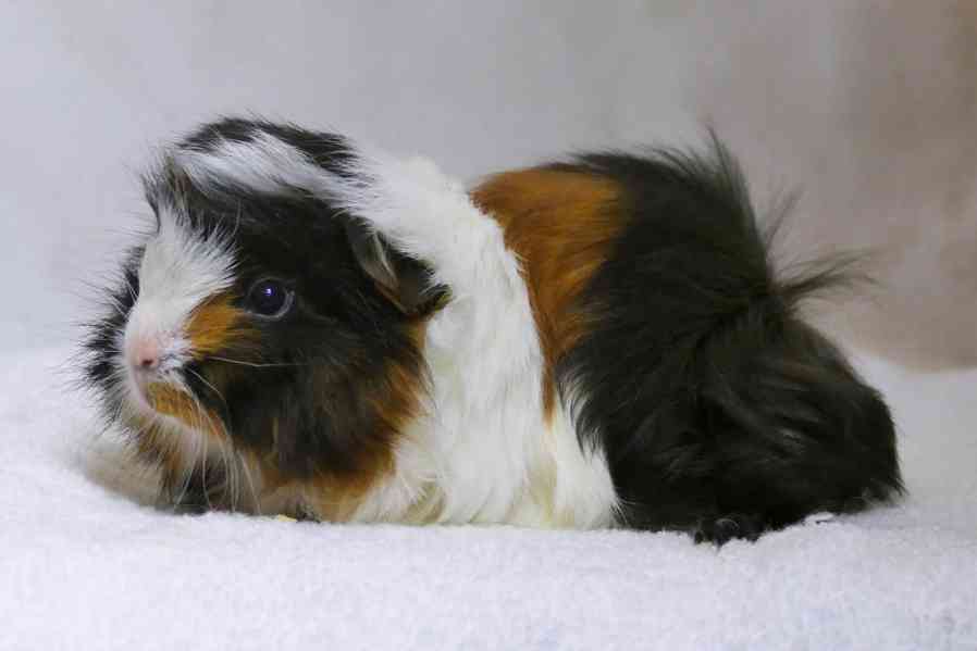 Morčata - Hyperinzerce.cz