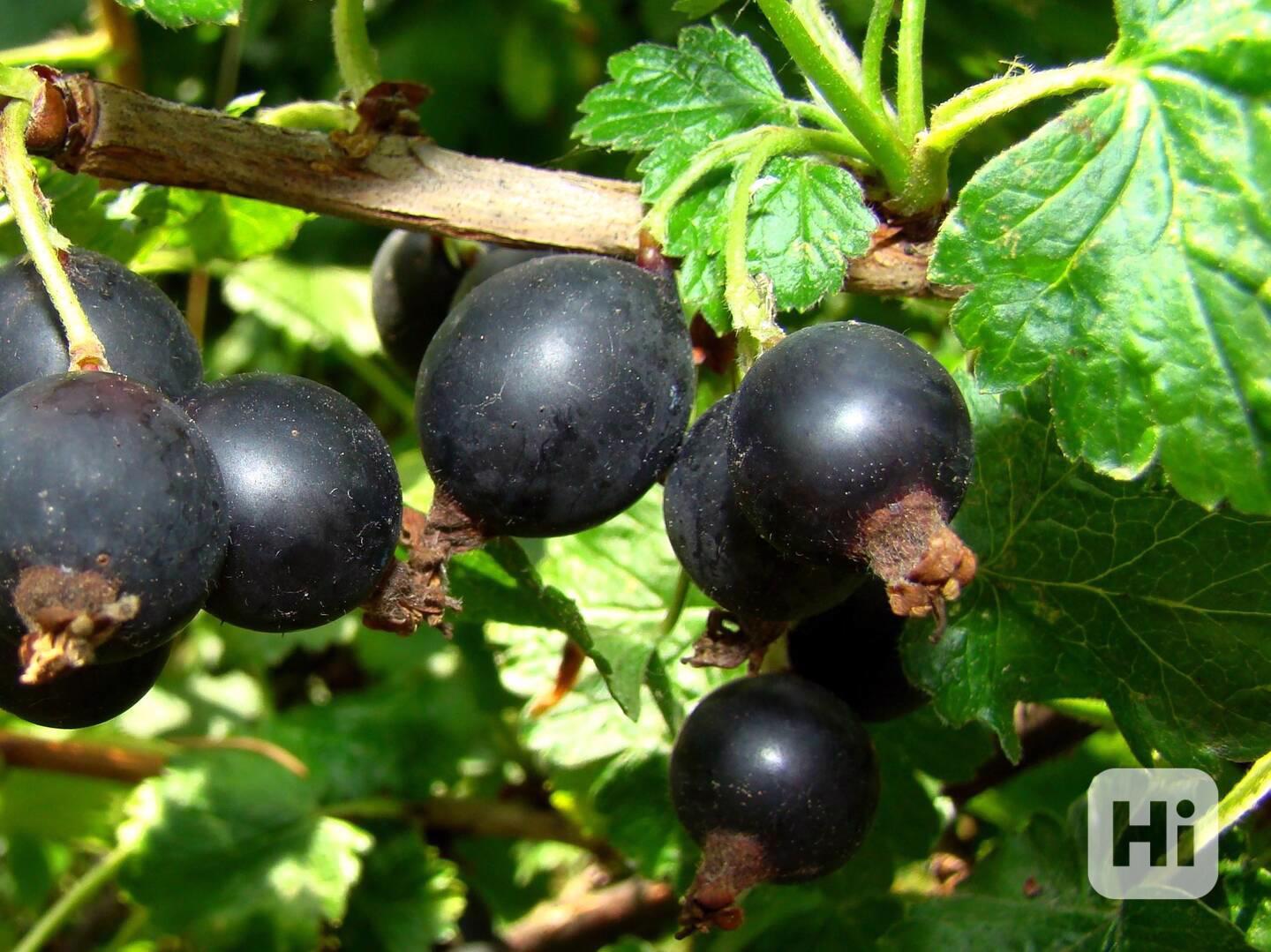 JOSTA - bazar - Hyperinzerce.cz