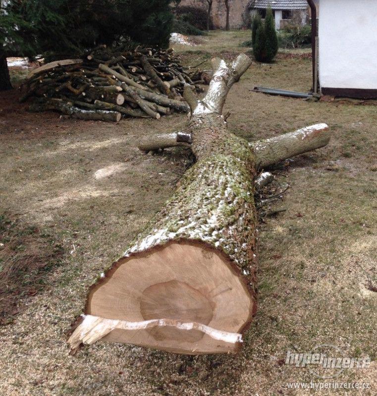 Kmen ořešáku na prodej - bazar - Hyperinzerce.cz