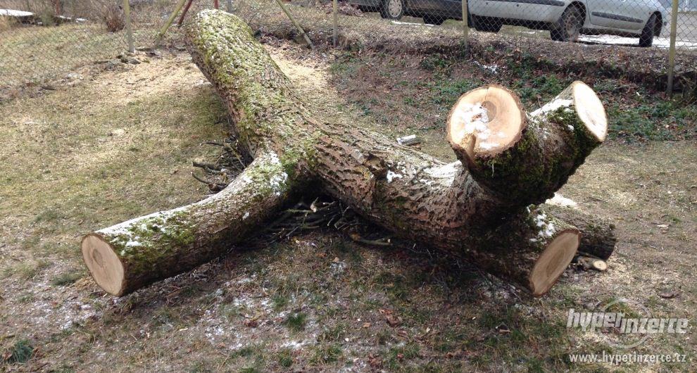 Kmen ořešáku na prodej - bazar - Hyperinzerce.cz