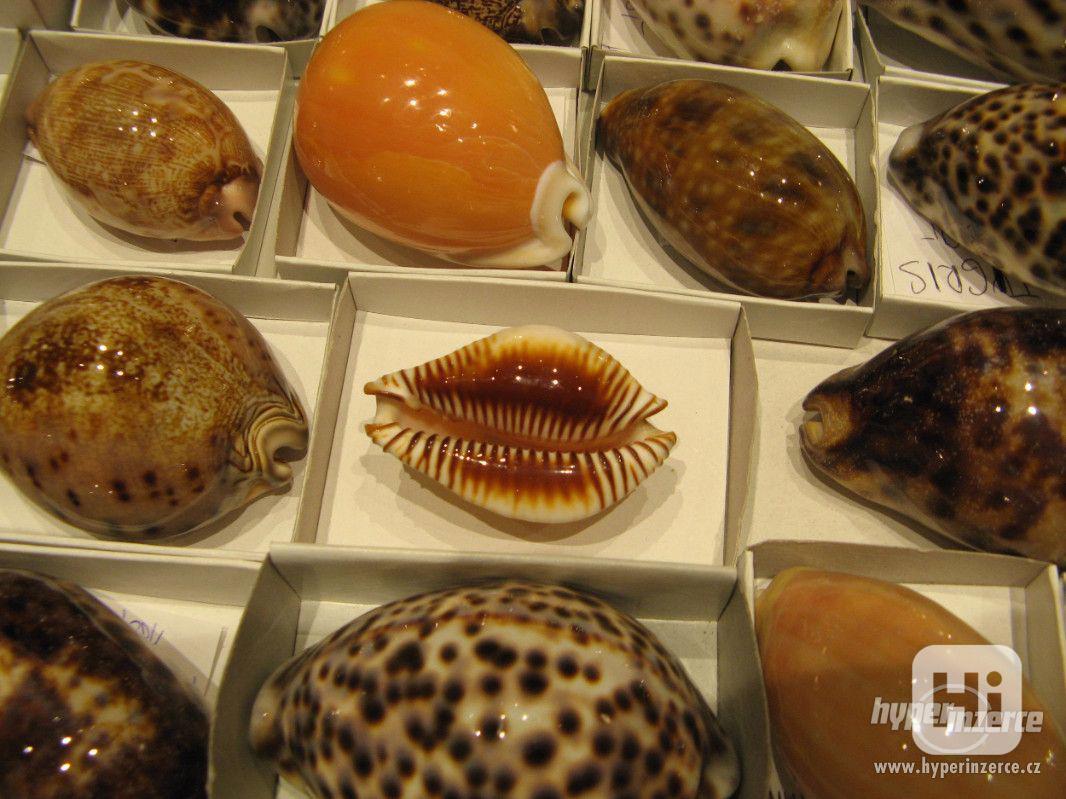 Mušle, lastury, ulity pro sběratele - bazar - Hyperinzerce.cz