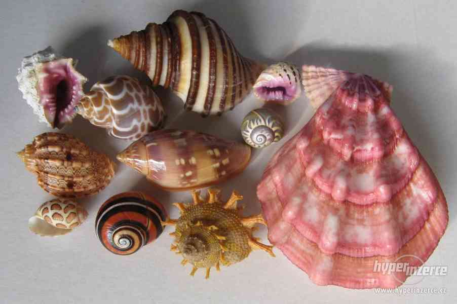 Mušle, lastury, ulity pro sběratele - bazar - Hyperinzerce.cz