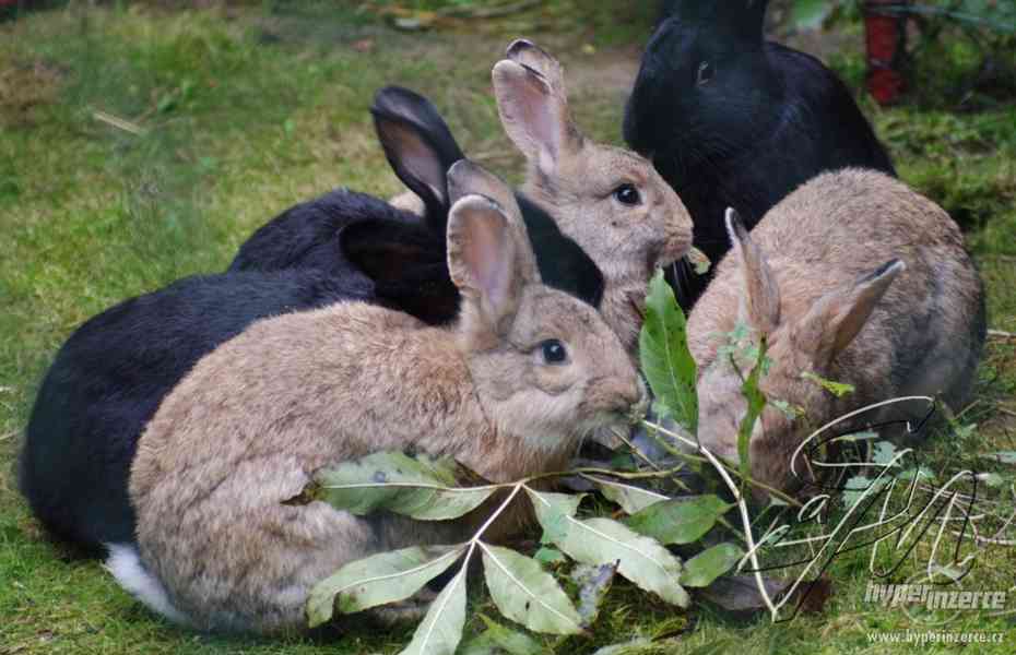 Mladí samci a samice k chovu - bazar - Hyperinzerce.cz