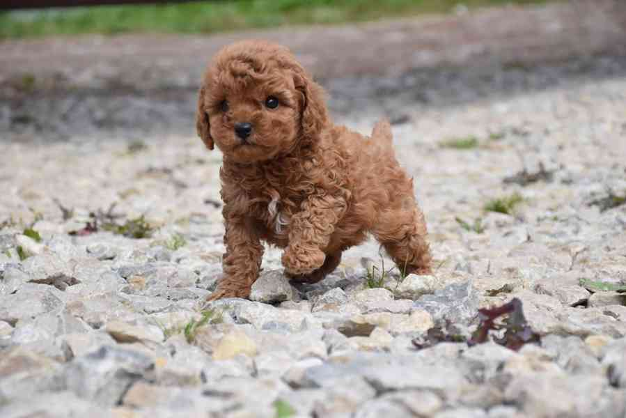 Pudlové - Hyperinzerce.cz