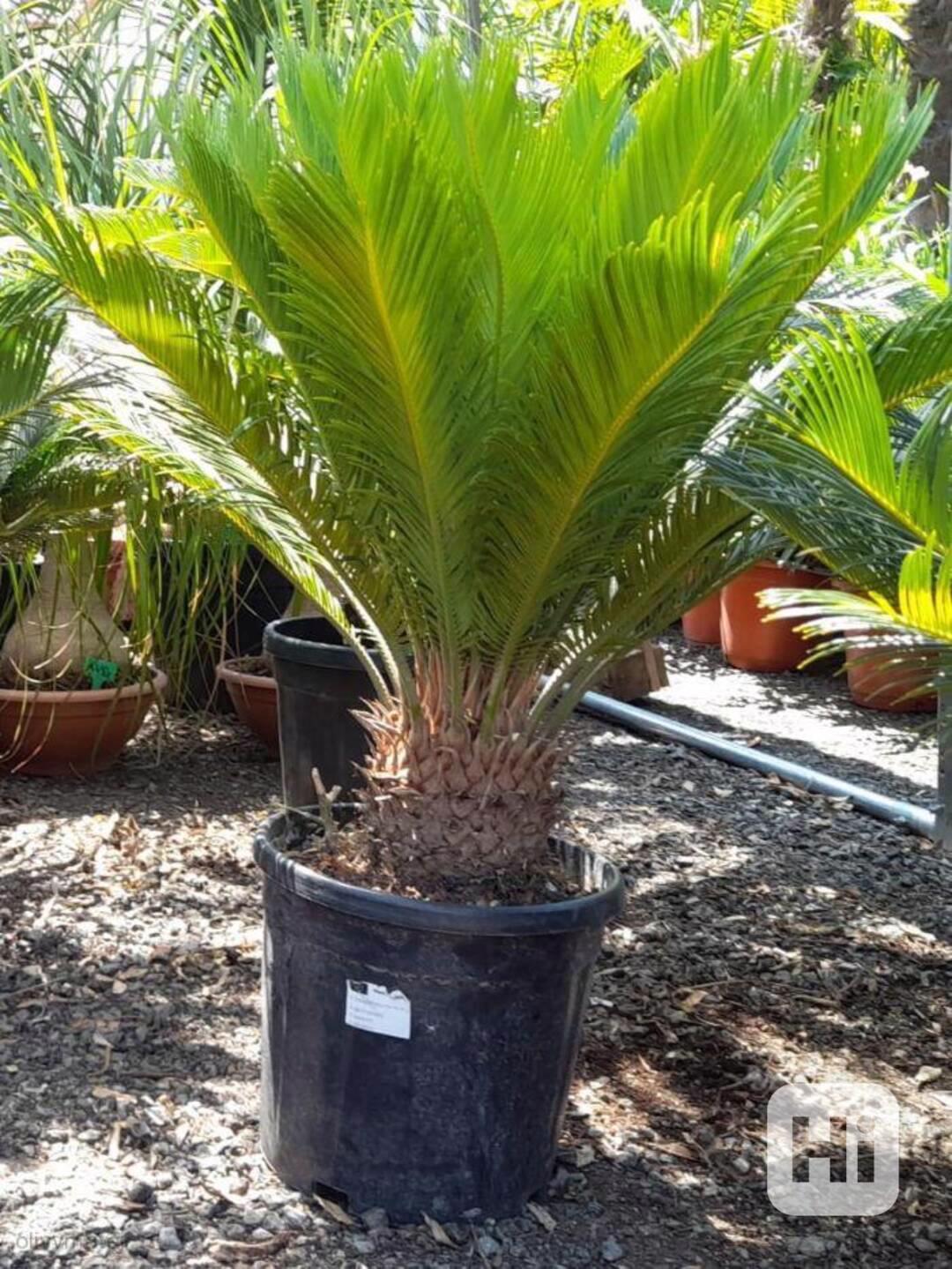 Cykas japonský - bazar - Hyperinzerce.cz