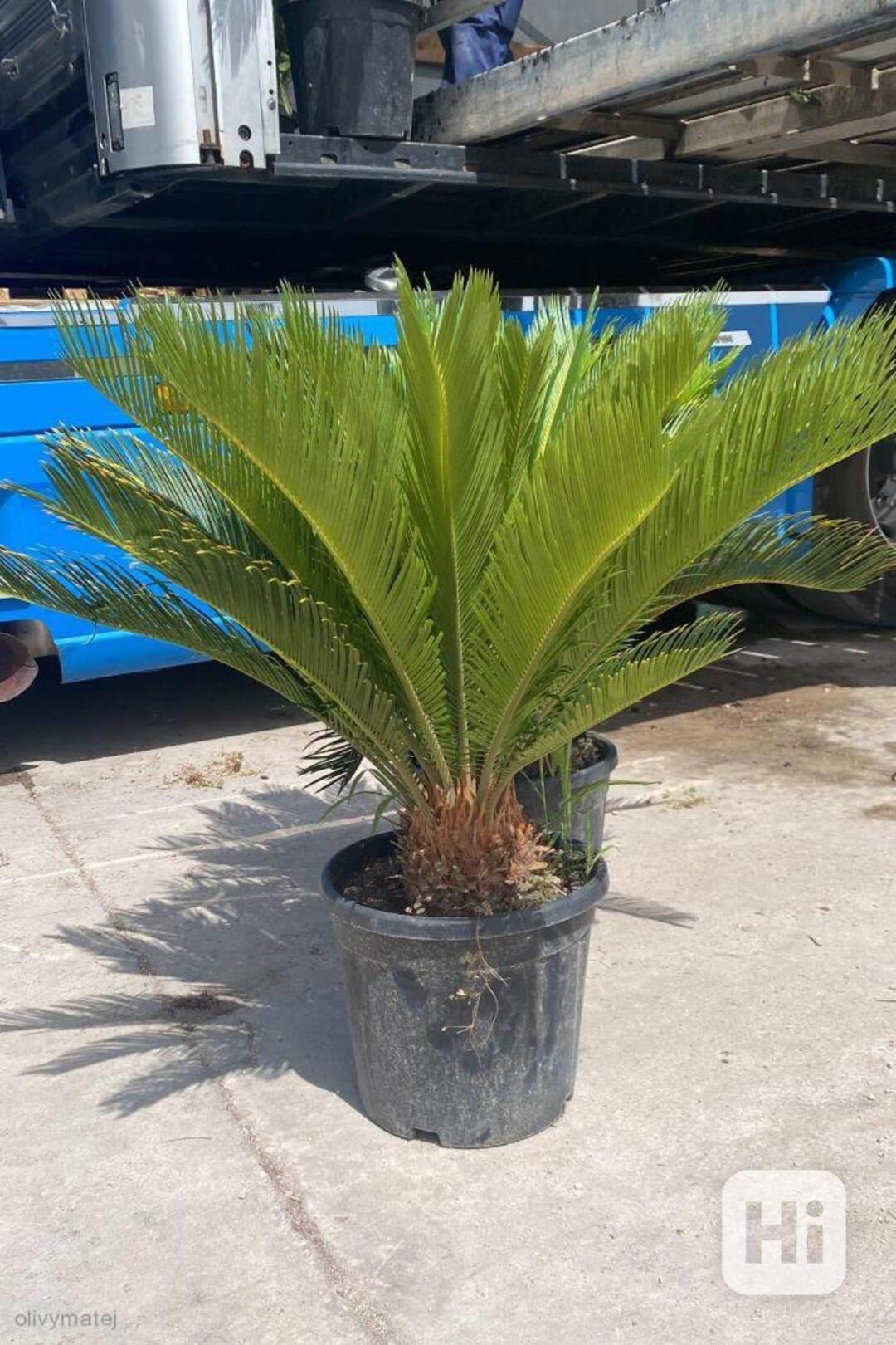 Cykas japonský - bazar - Hyperinzerce.cz