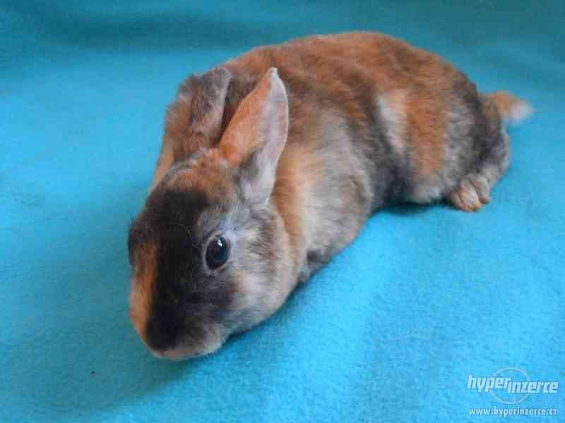 Zakrslí Rex králíčci - samička - bazar - Hyperinzerce.cz