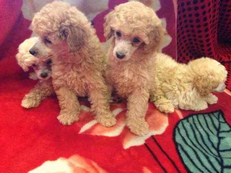 Pudlové - Hyperinzerce.cz