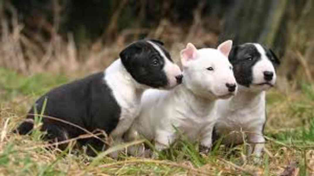 Krásná štěňátka bulteriéra a pejska k adopci. Jsou dobře - bazar ...