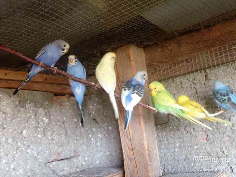 Andulky - bazar - Hyperinzerce.cz