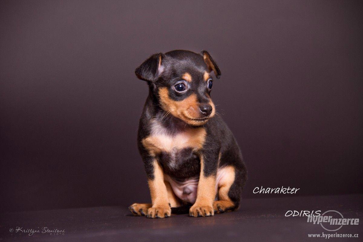 PRAŽSKÝ KRYSAŘÍK s pp - bazar - Hyperinzerce.cz