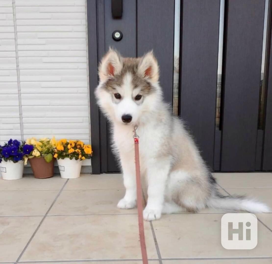 Krásné sibiřské husky štěně - bazar - Hyperinzerce.cz
