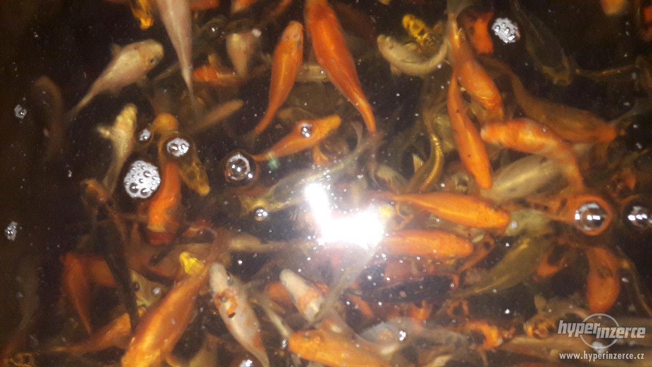 jeseter, amur, úhoř,lín,koi - bazar - Hyperinzerce.cz