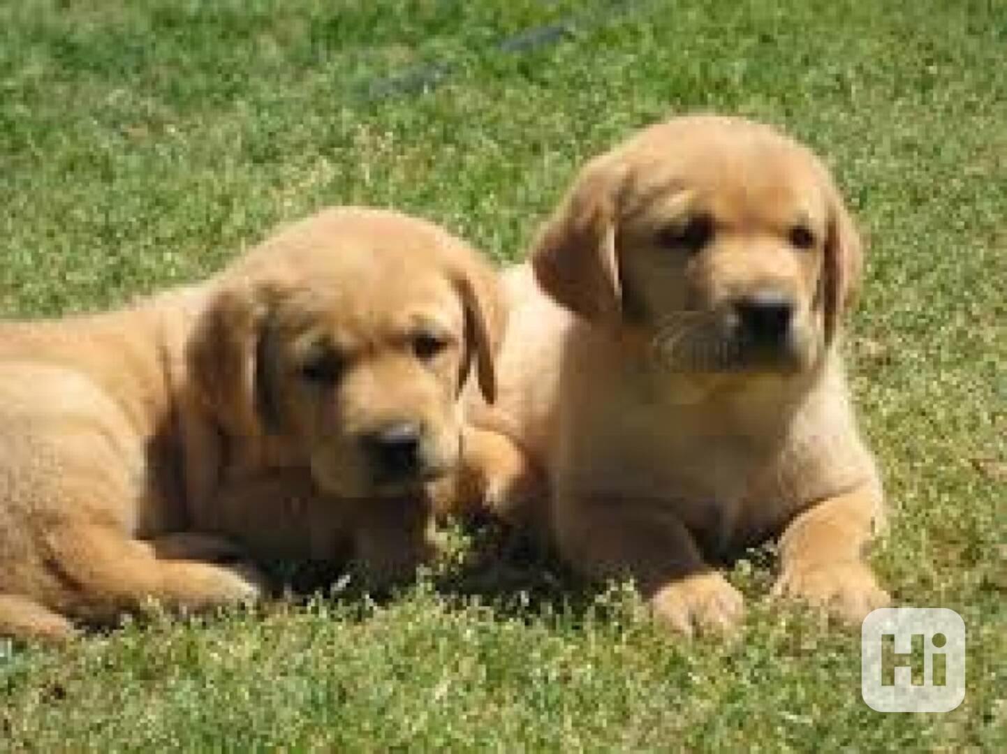 Registrovaná štěňata labradorského retrívra na prodej Labrad - bazar ...