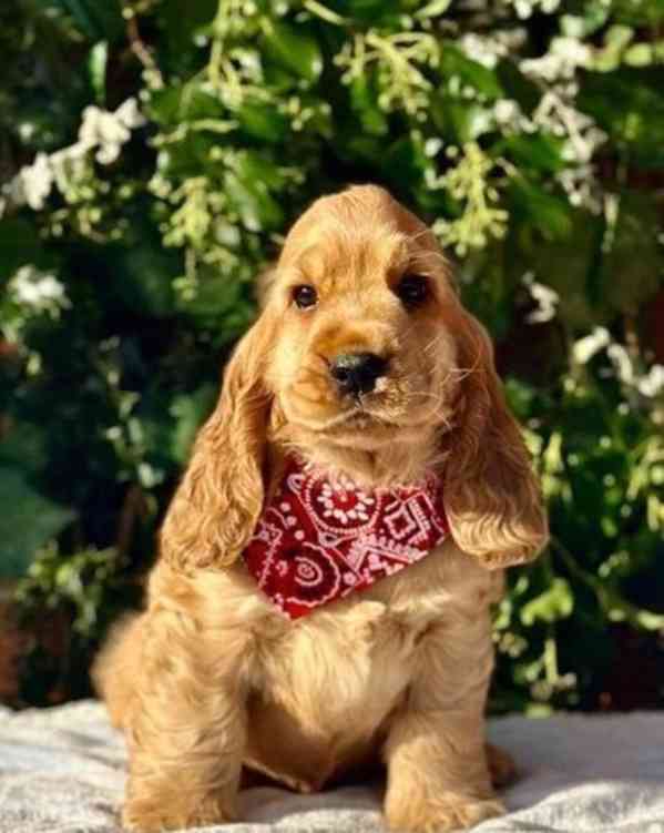 KC reg Red Show Typ Cocker Štěňata FN PRCD-PRA CLEAR - bazar ...