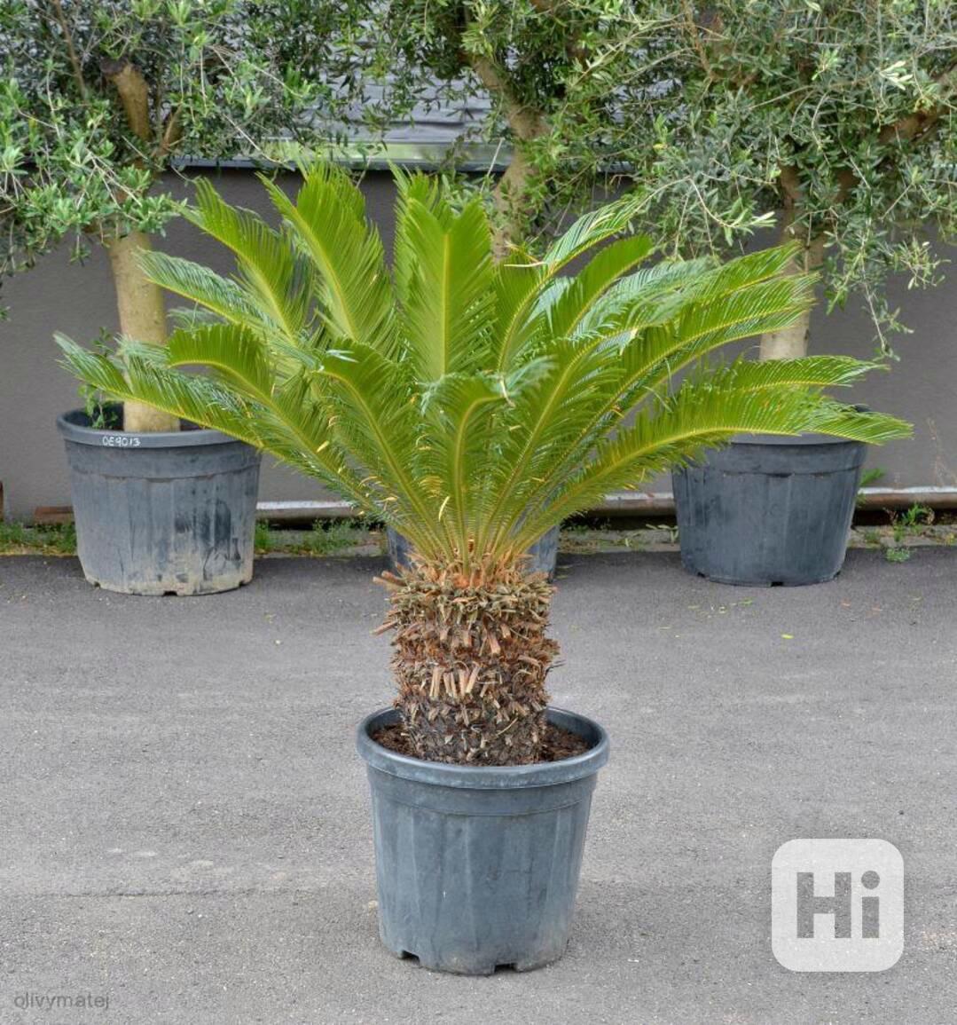 Cykas japonský - bazar - Hyperinzerce.cz