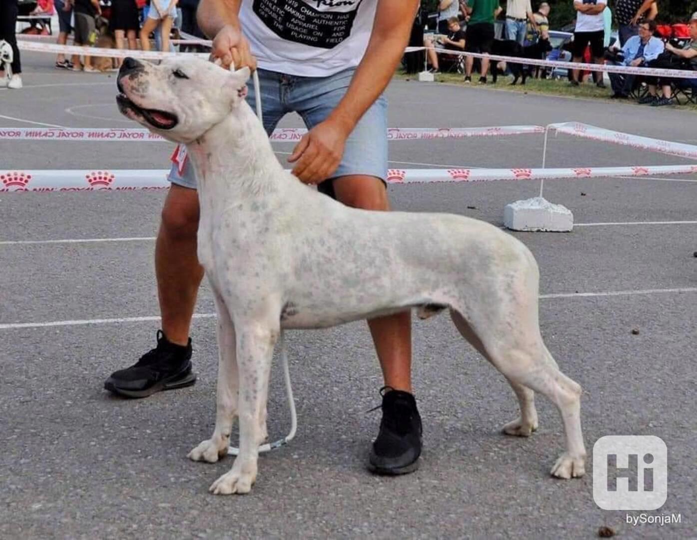 Argentinská doga s PP - bazar - Hyperinzerce.cz