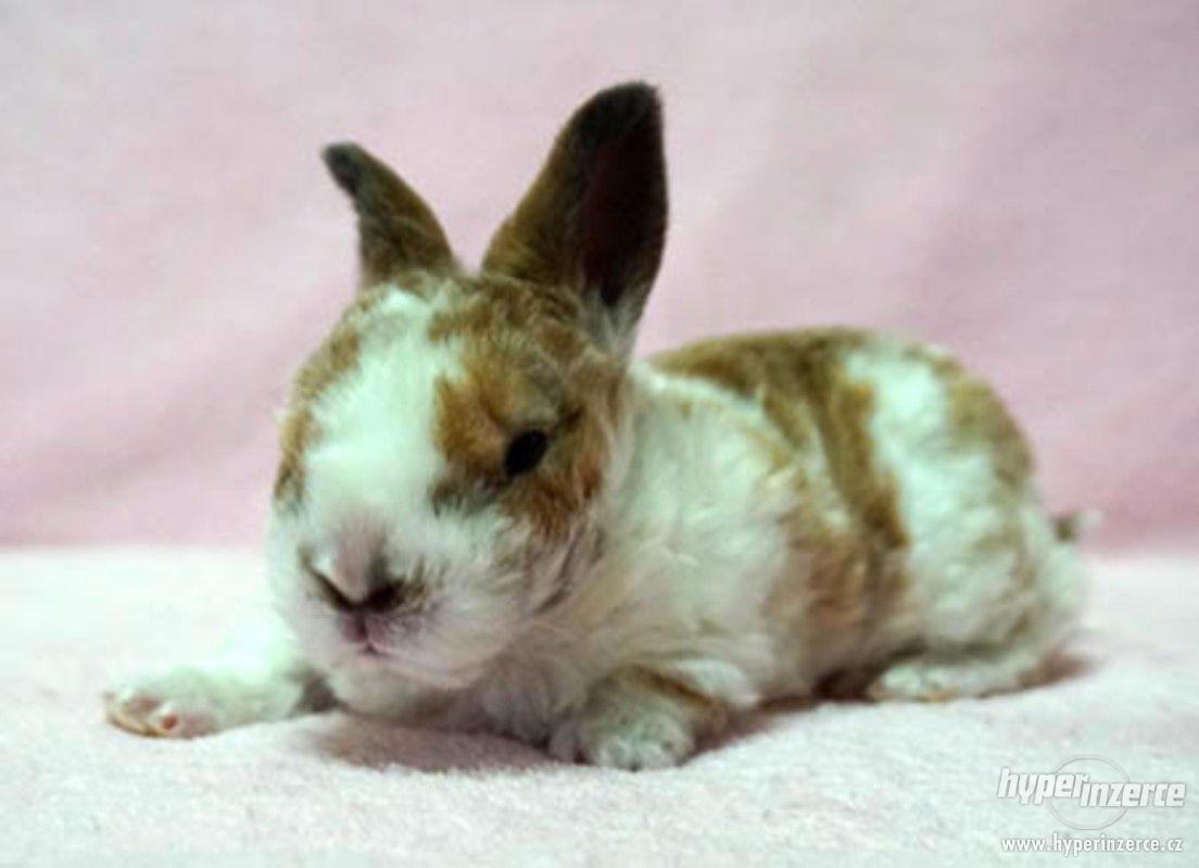 Zakrslý satén rex krátkouchý králíček samička - bazar - Hyperinzerce.cz
