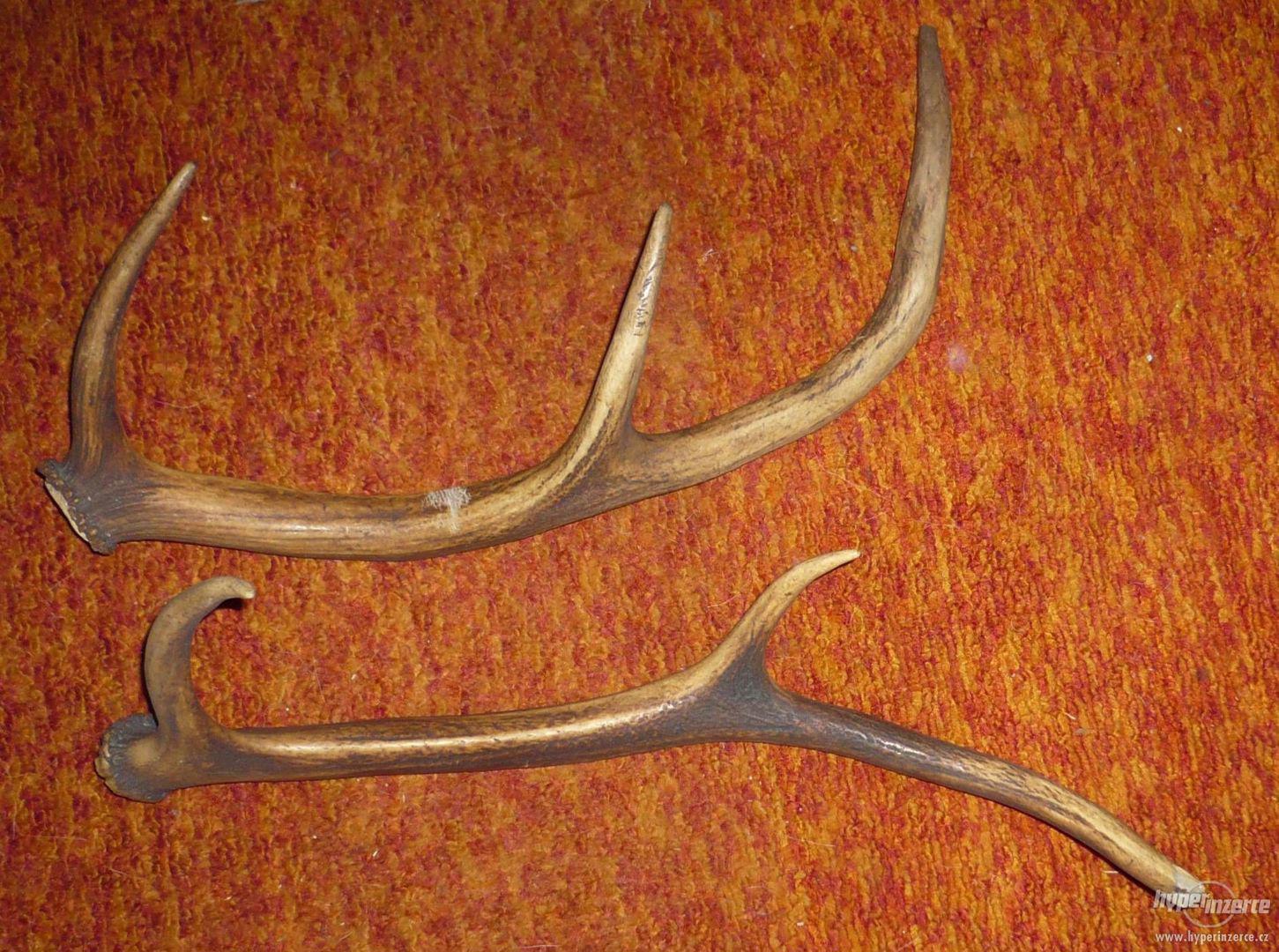 Parohy - paroží 50cm - bazar - Hyperinzerce.cz