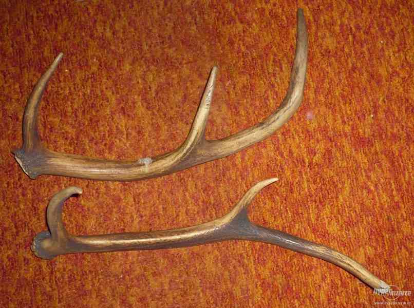 Parohy - paroží 50cm - bazar - Hyperinzerce.cz