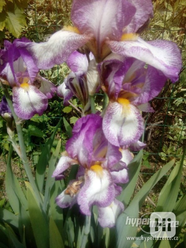 Kosatec - bazar - Hyperinzerce.cz