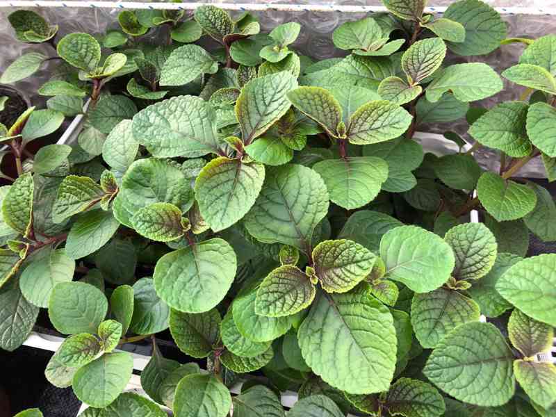 Plectranthus purpuratus do truhlíku, květináče, na záhon - bazar ...