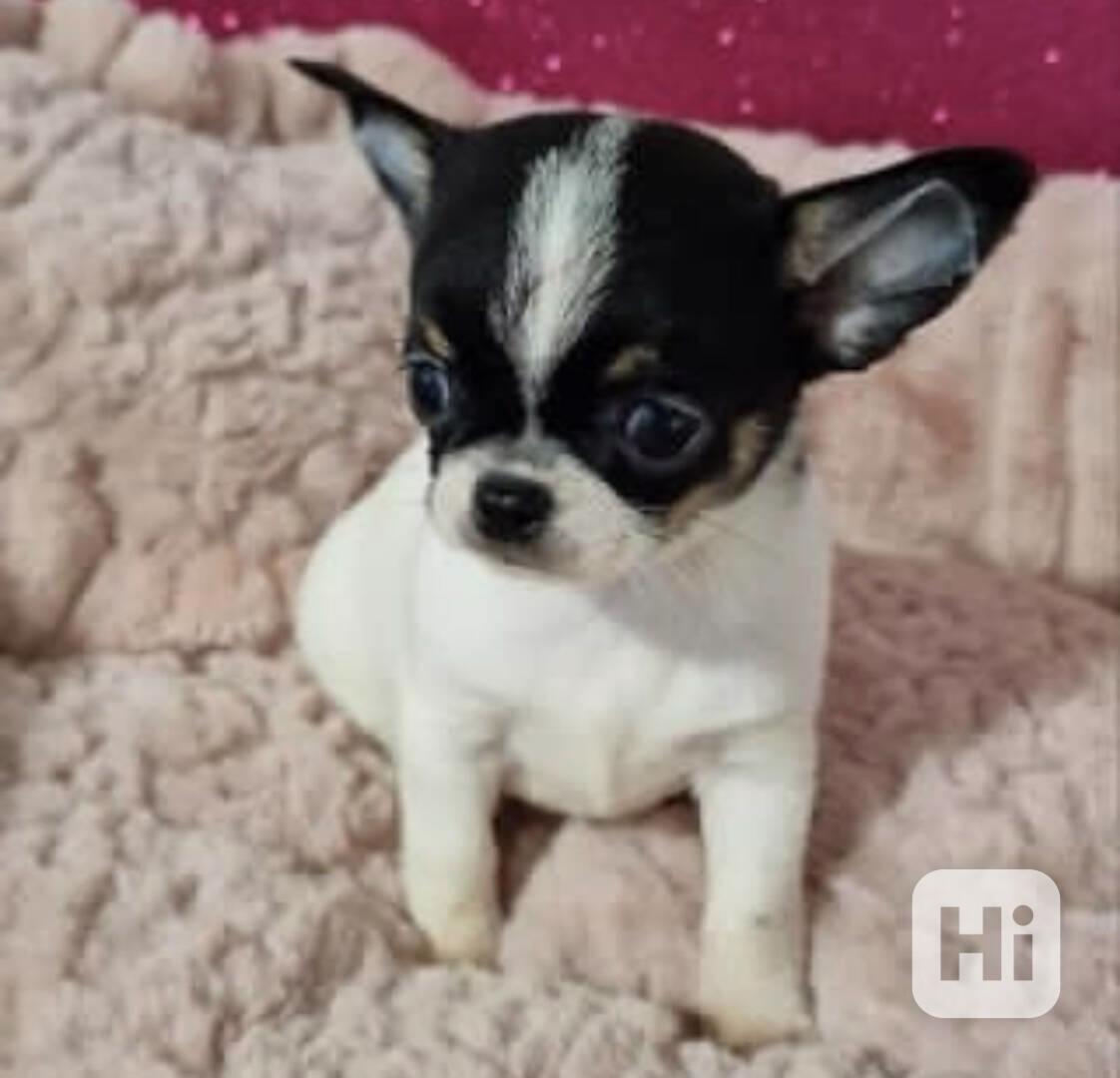 Civava krátkosrstá a dlouhosrstá - bazar - Hyperinzerce.cz