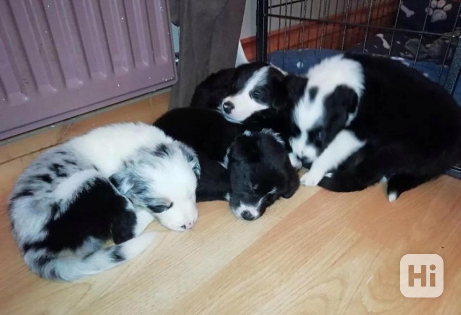 Ghost Merle border kolie - bazar - Hyperinzerce.cz