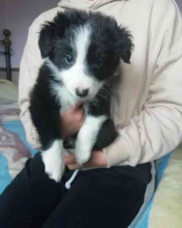 Ghost Merle border kolie - bazar - Hyperinzerce.cz