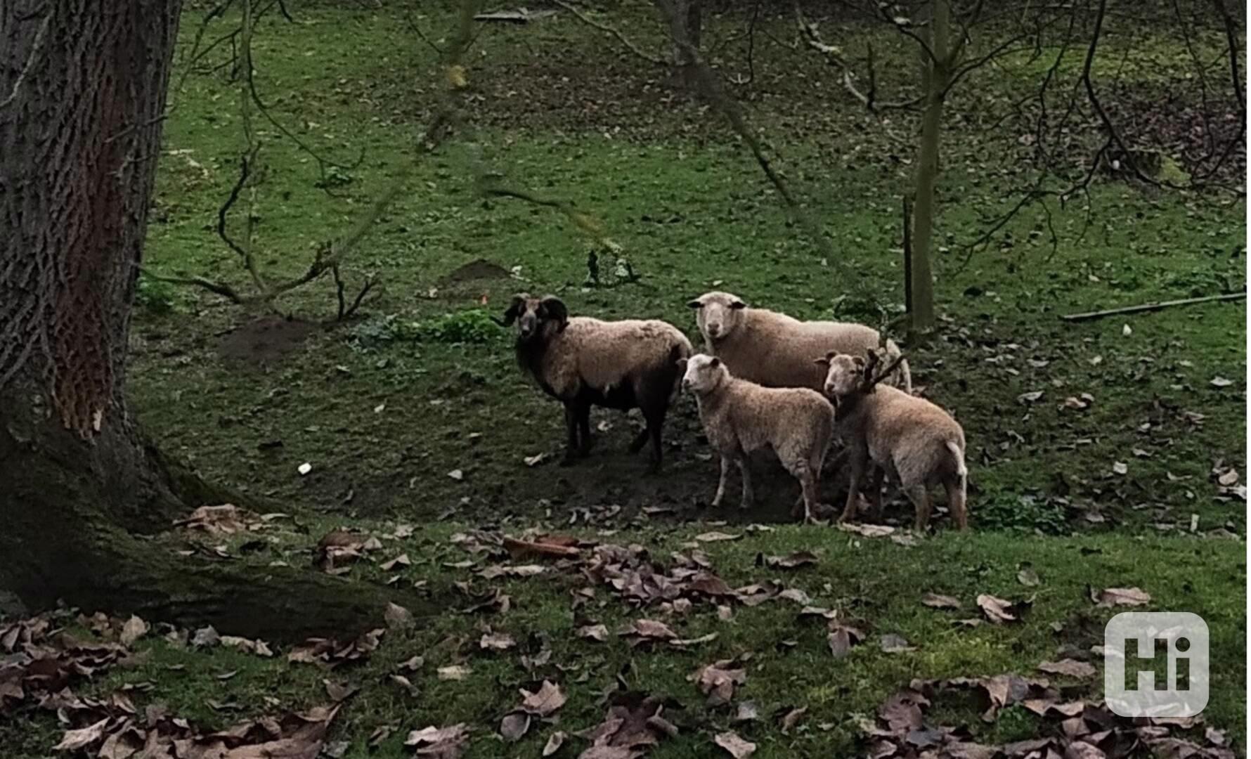 Prodám ovce - bazar - Hyperinzerce.cz