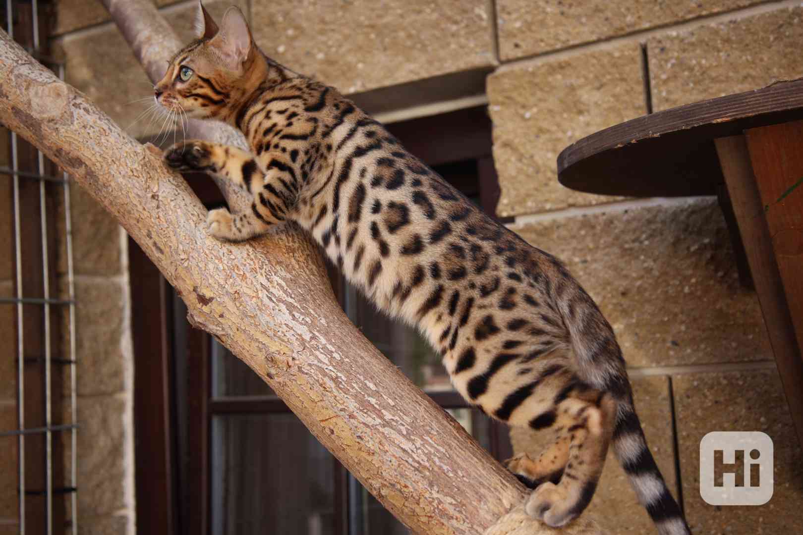 Bengálská kočka - kvalitní a osvědčený chov - kotě s PP - bazar ...
