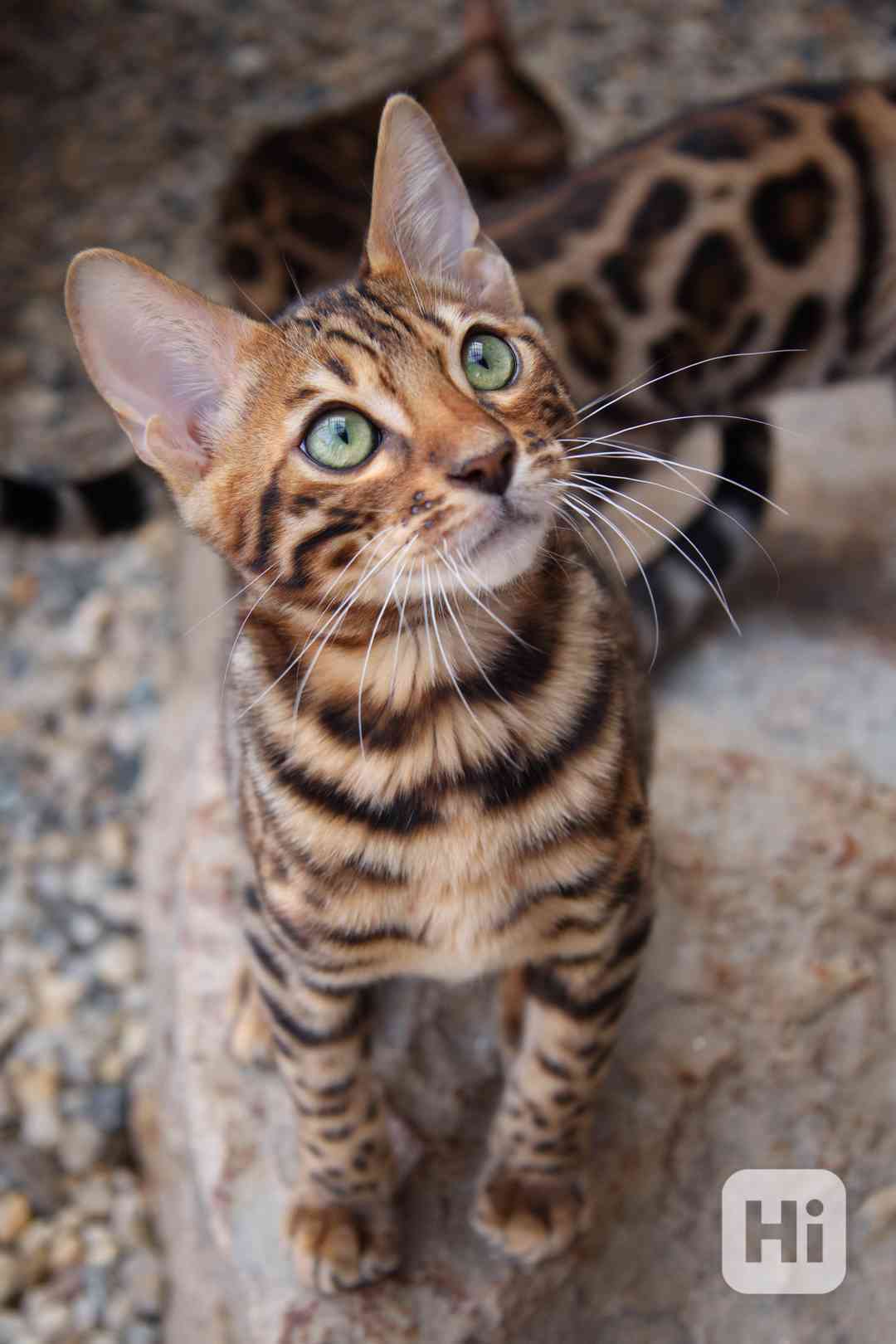 Bengálská kočka - kvalitní a osvědčený chov - kotě s PP - bazar ...