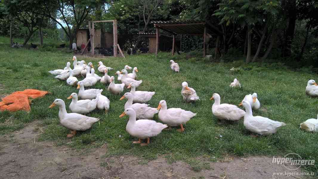 Prodám domácí kachny - bazar - Hyperinzerce.cz
