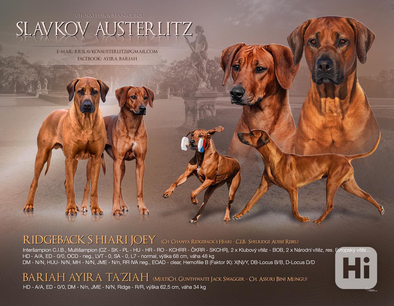 ŠTĚŇÁTKA Rhodéský Ridgeback s PP ( FCI ) - bazar - Hyperinzerce.cz