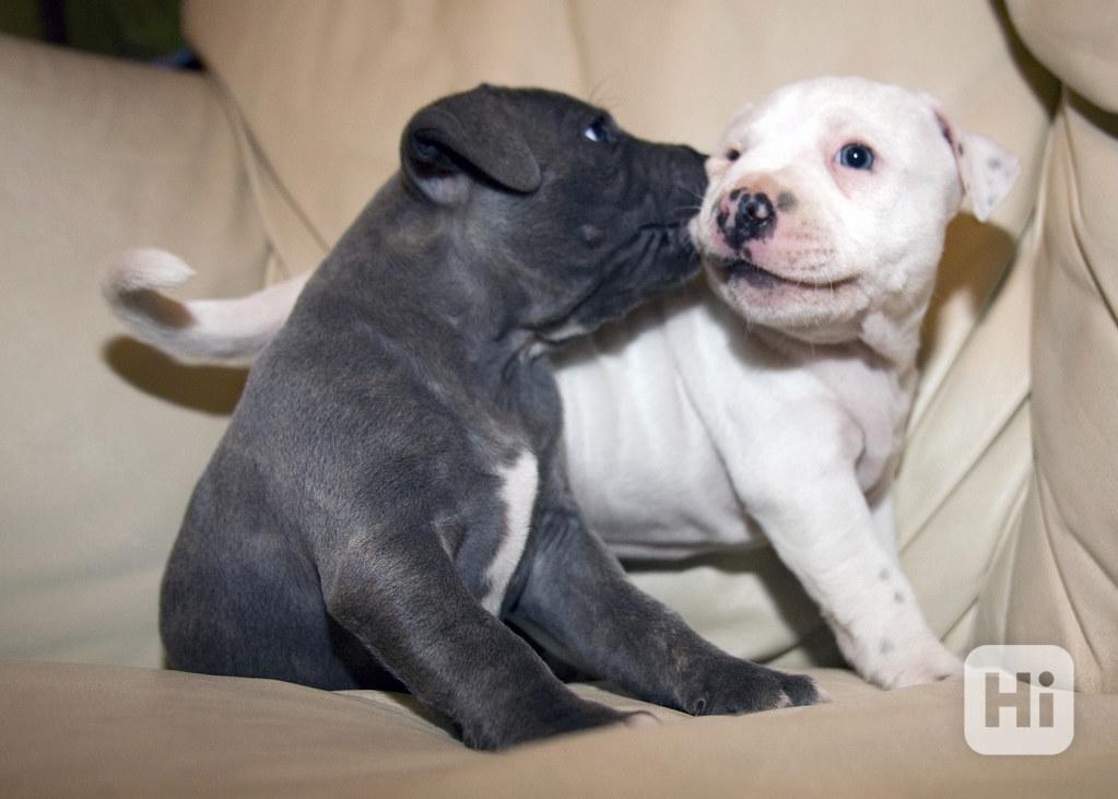 Štěňata stafordšírského bulteriéra - bazar - Hyperinzerce.cz