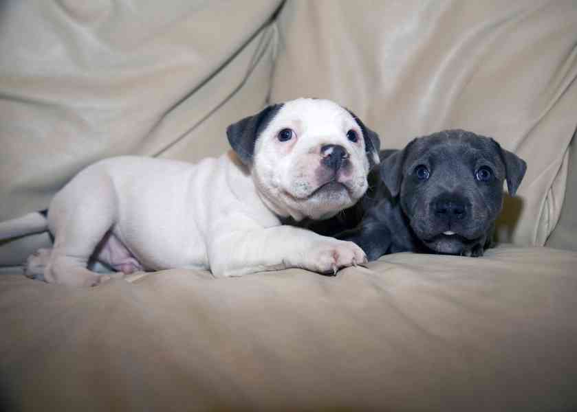 Štěňata stafordšírského bulteriéra - bazar - Hyperinzerce.cz