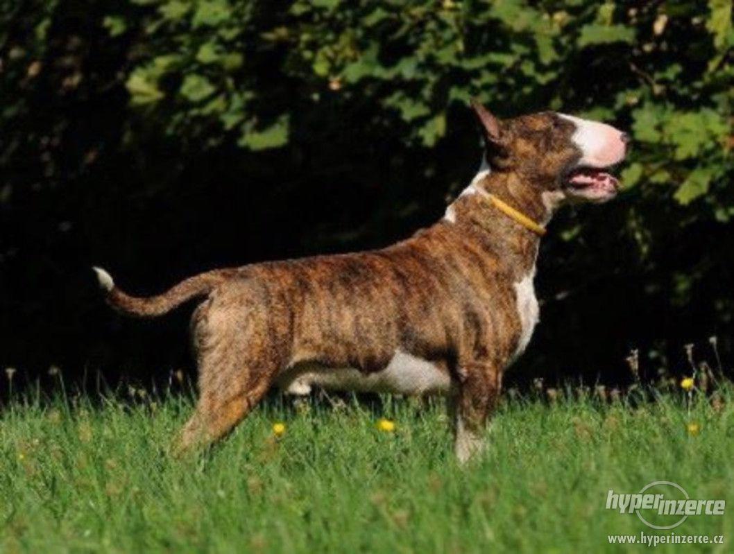 CHS Ardens Bull Anglický bulteriér - poslední volný pejsek - bazar ...