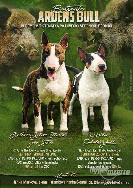 CHS Ardens Bull Anglický bulteriér - poslední volný pejsek - bazar ...