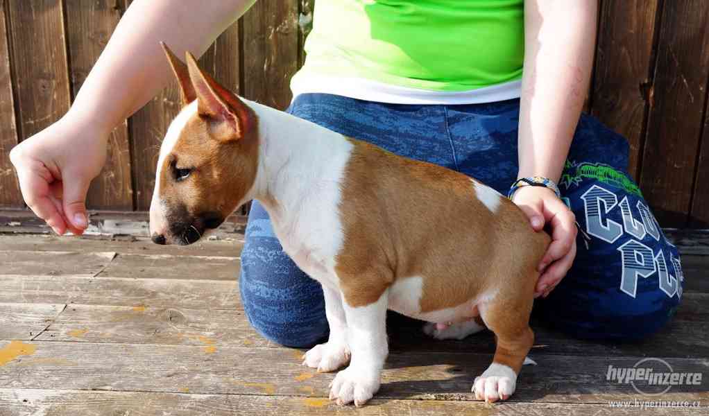 CHS Ardens Bull Anglický bulteriér - poslední volný pejsek - bazar ...