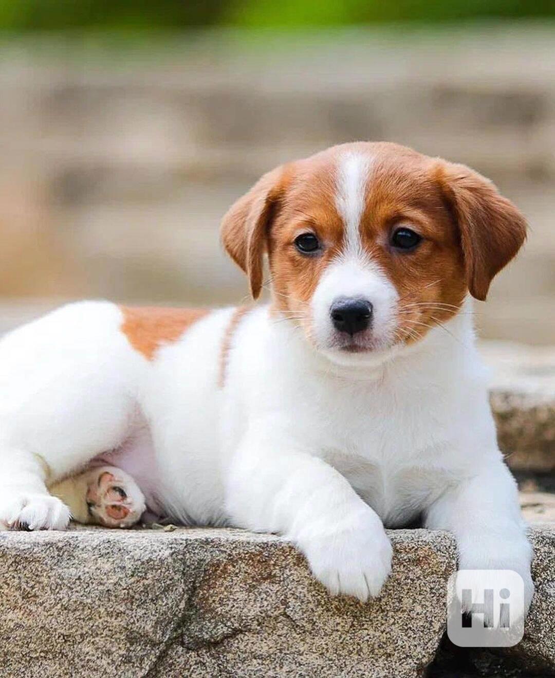 Krásná štenata Jack Russell Terrier k adopci - bazar - Hyperinzerce.cz