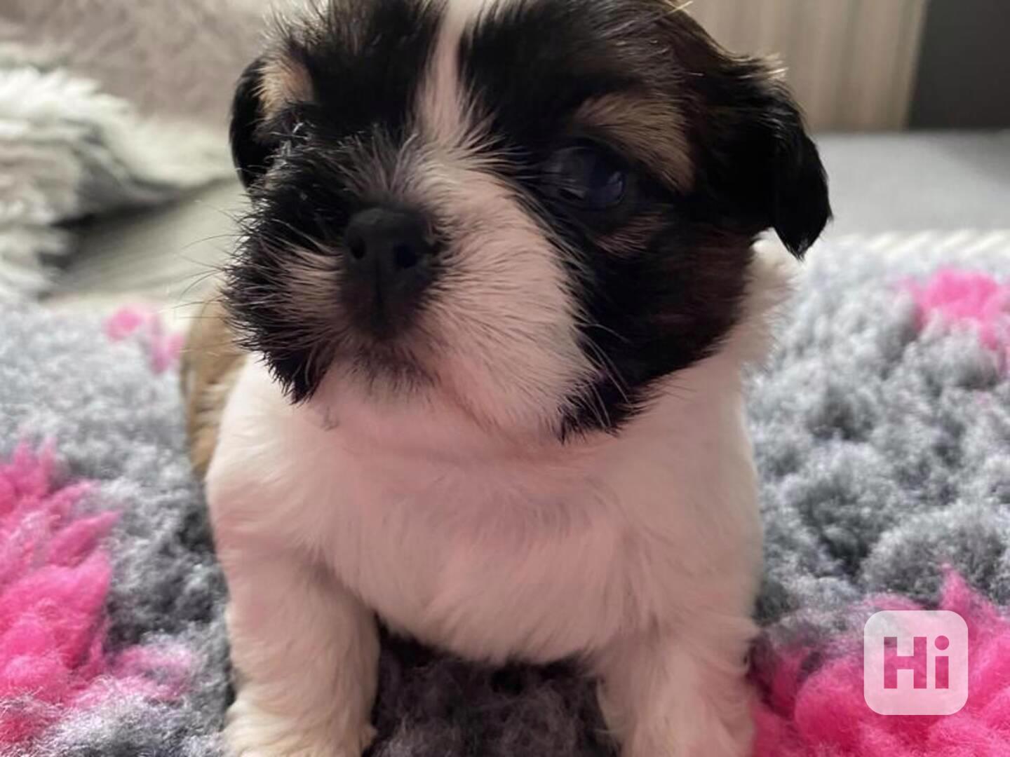 KC Registered Shih Tzu chlapec a dívka zlato a bílá - bazar ...