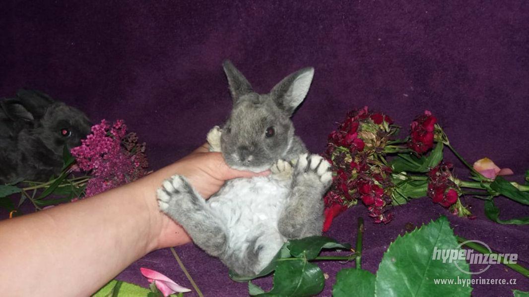 zakrslý králíček REX - bazar - Hyperinzerce.cz