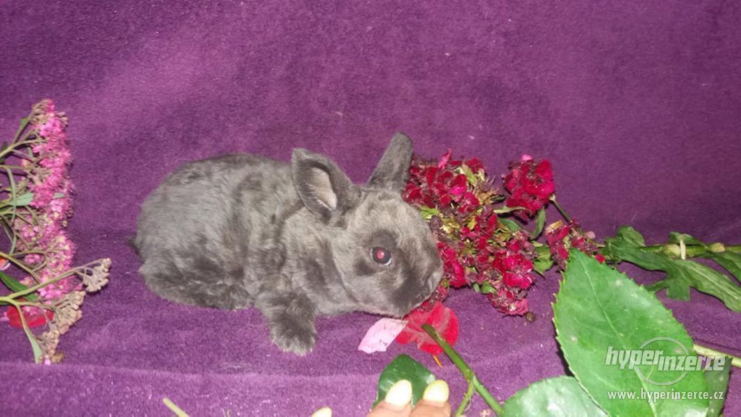zakrslý králíček REX - bazar - Hyperinzerce.cz